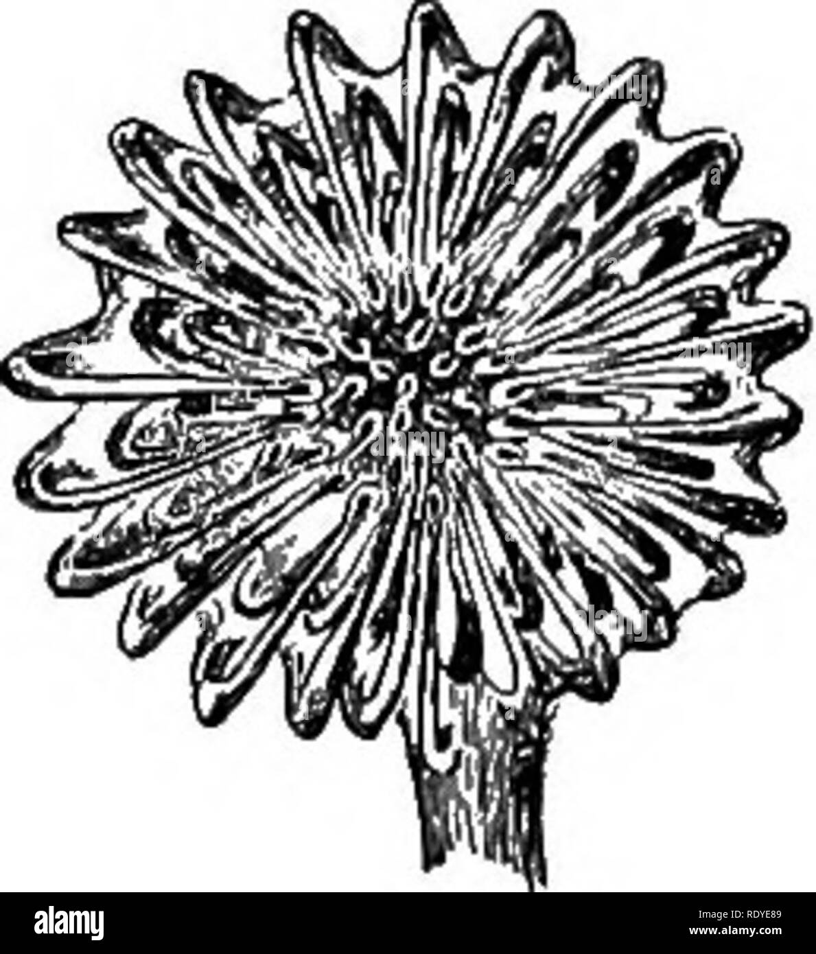 . Plant life and plant uses; an elementary textbook, a foundation for ...