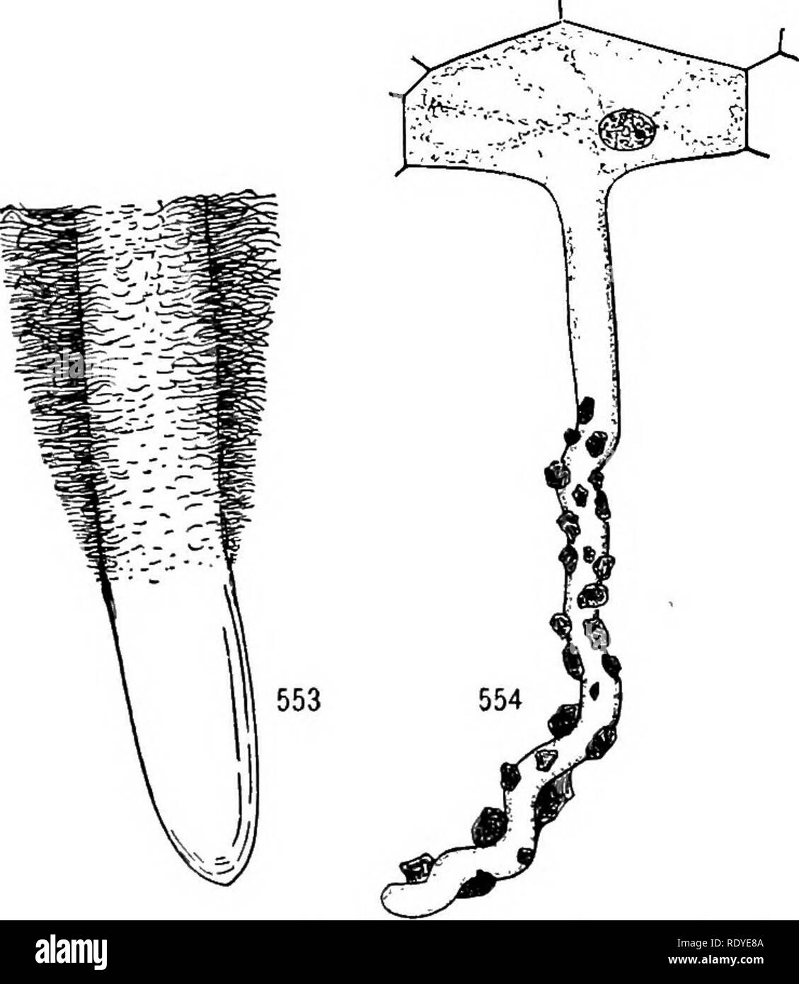 . A textbook of botany for colleges and universities ... Botany. 248 ...