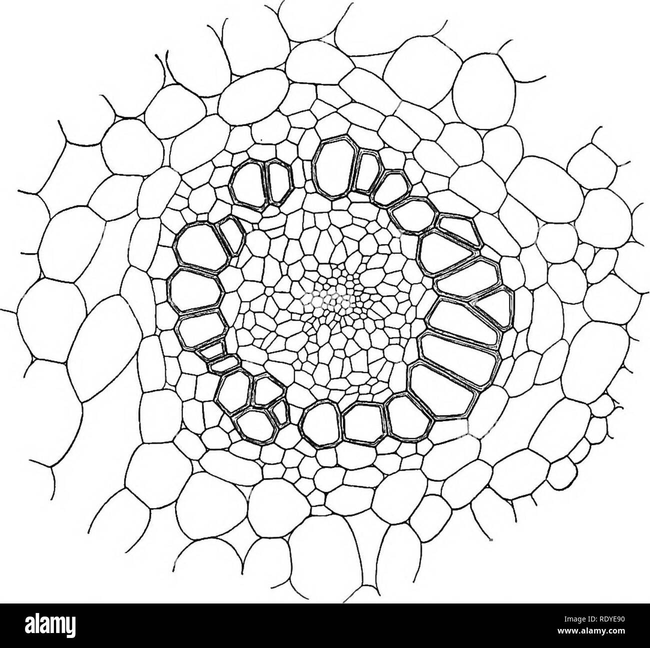 Transverse section stem Black and White Stock Photos & Images - Alamy