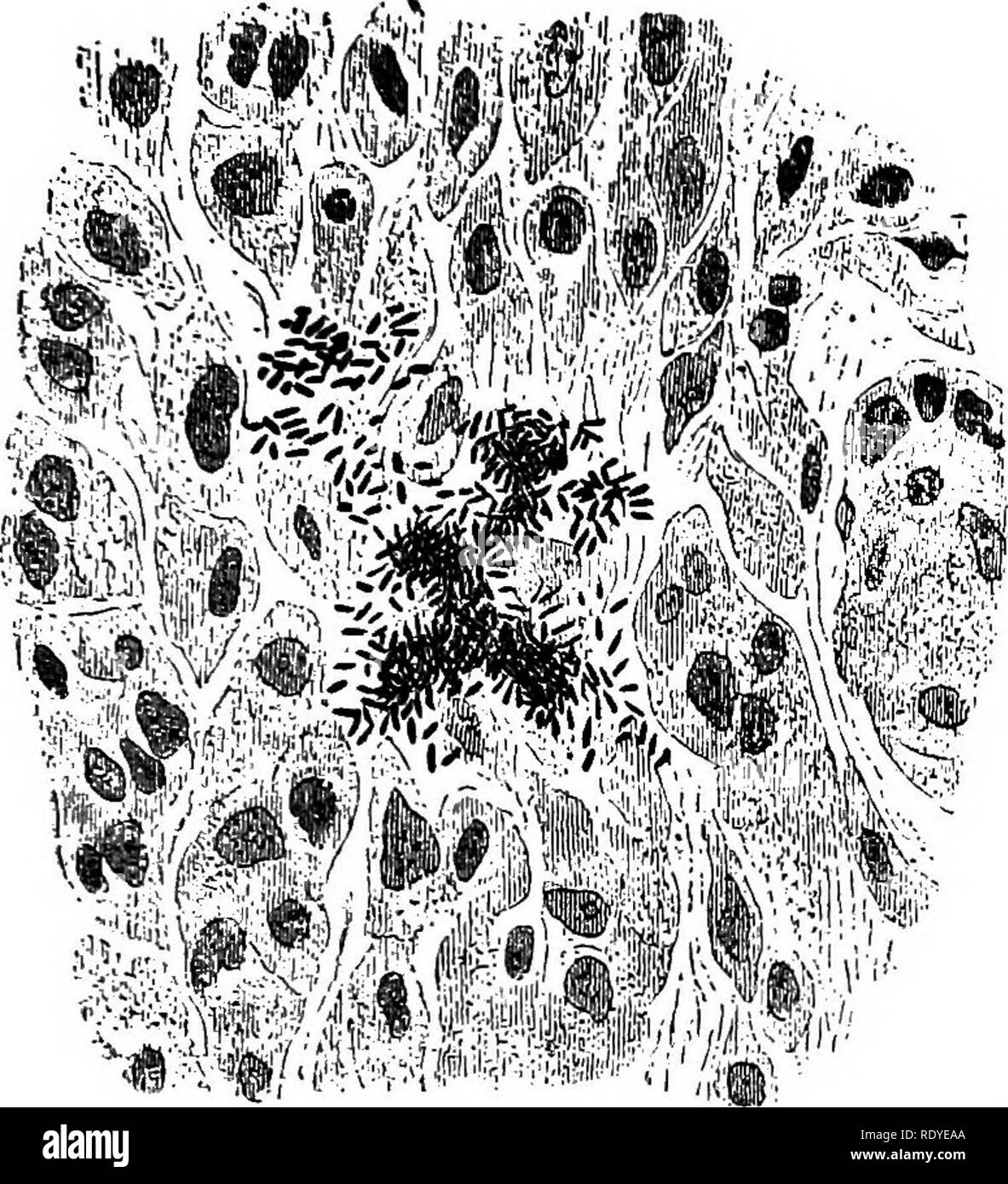 . A manual of poisonous plants, chiefly of eastern North America, with ...