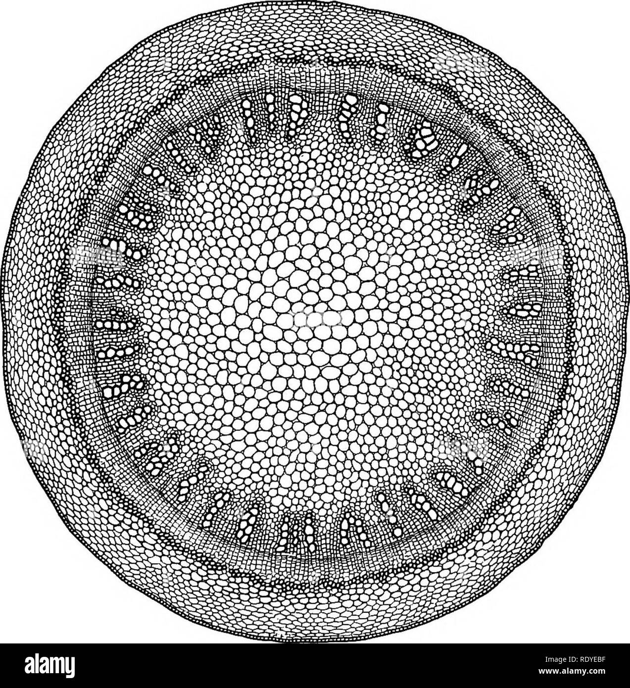 . A textbook of botany for colleges and universities ... Botany. 242 ...