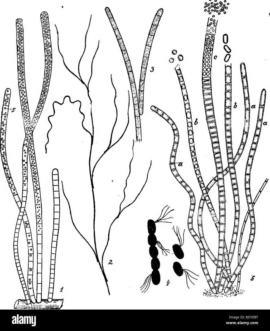 Sulfur threads Black and White Stock Photos & Images - Alamy