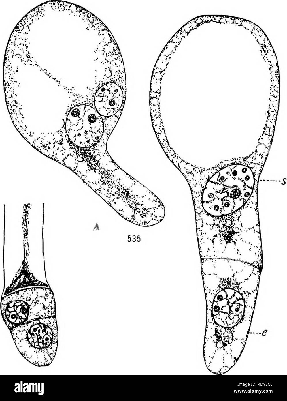. A textbook of botany for colleges and universities ... Botany ...