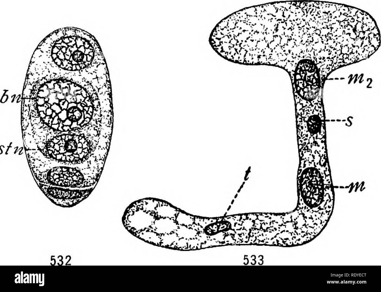 Nucellar tissue Cut Out Stock Images & Pictures - Alamy