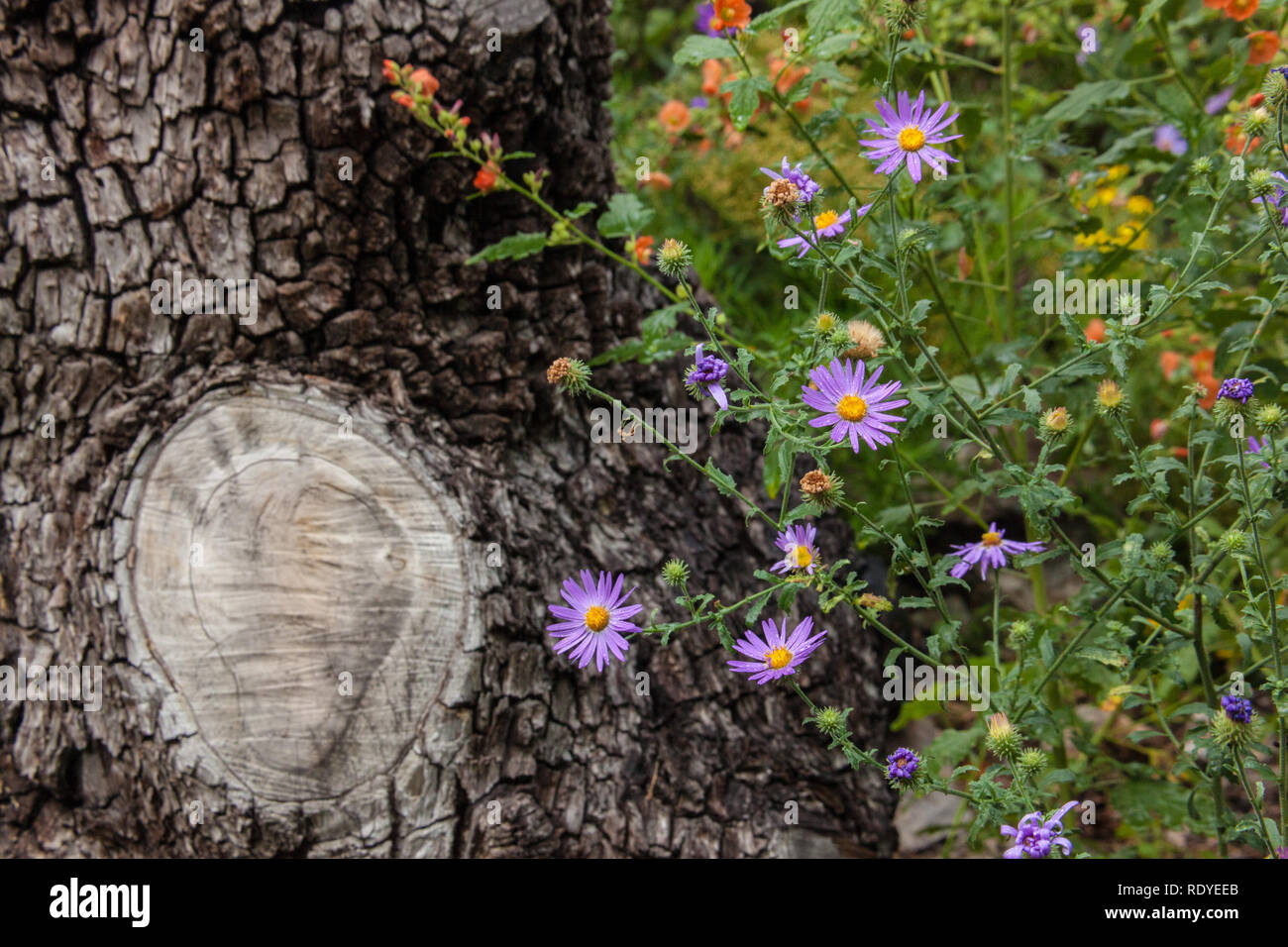 Southwest wildflowers hi-res stock photography and images - Alamy