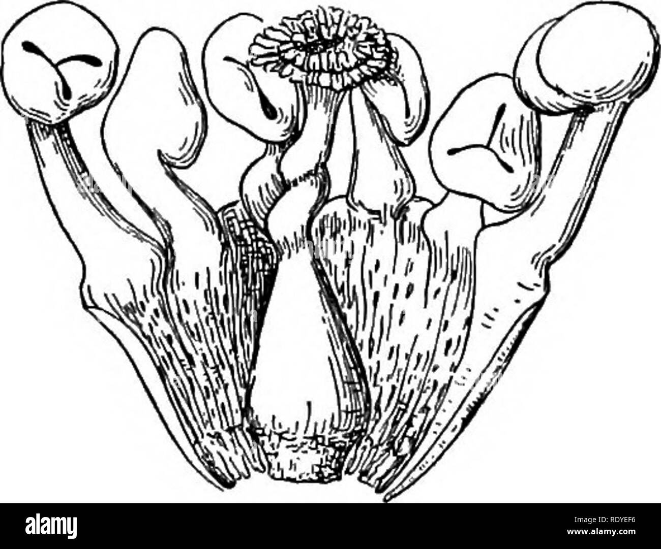 Connate stamens Black and White Stock Photos & Images - Alamy