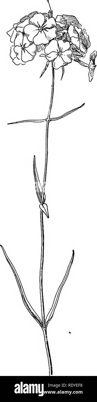 Leaf clasping stem hi-res stock photography and images - Alamy