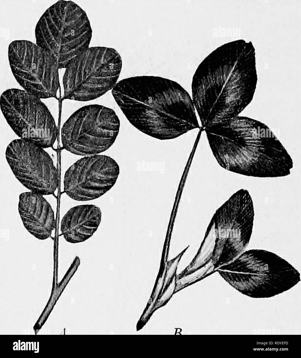 Palmately divided leaf hi-res stock photography and images - Alamy