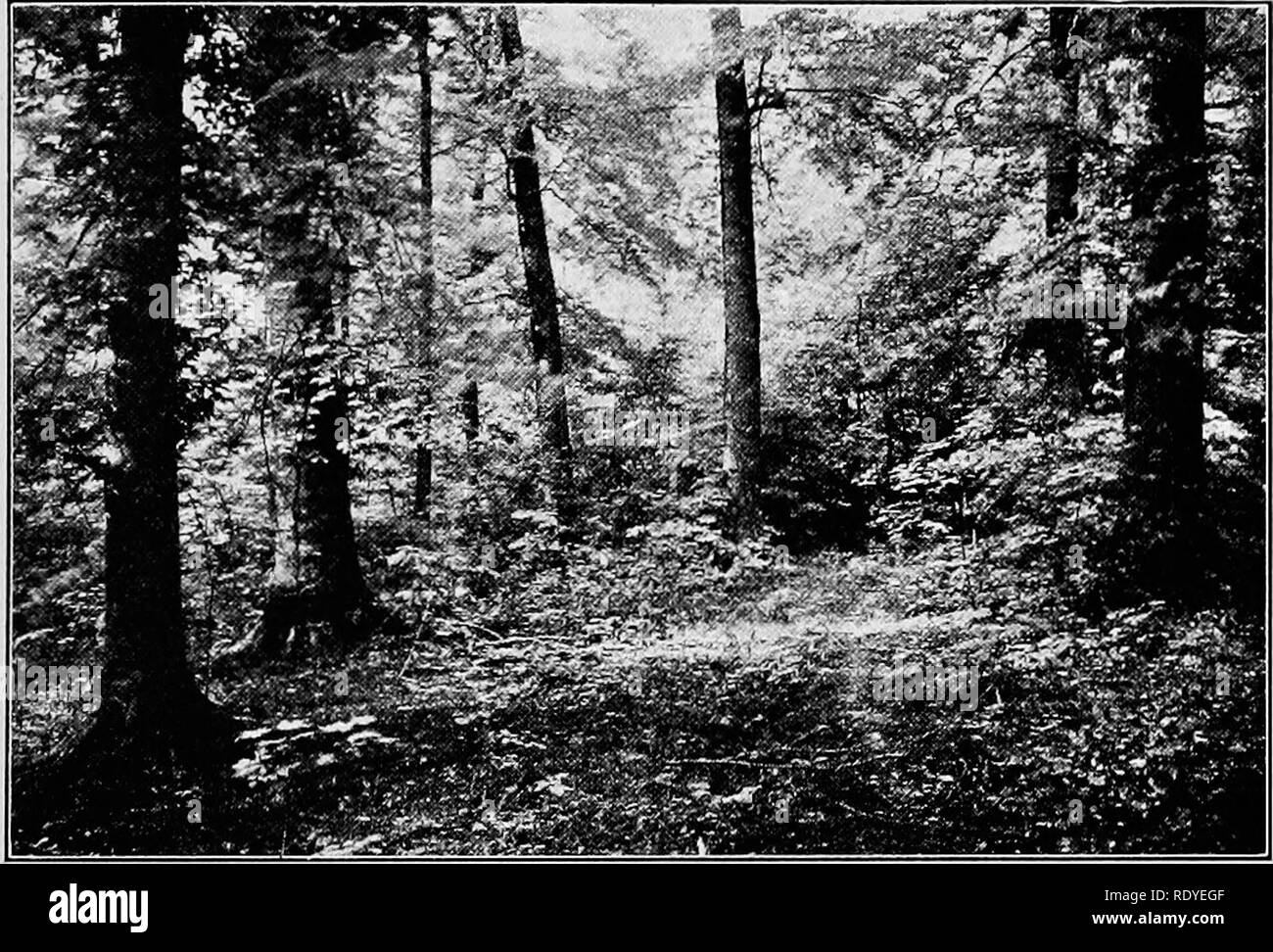 Tar tree Black and White Stock Photos & Images - Alamy