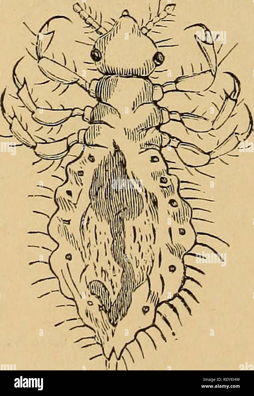 . Economic entomology. Beneficial insects; Insect pests; Thysanura. 394 ...