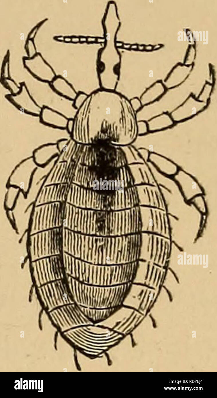 Vermin monkey hi-res stock photography and images - Alamy