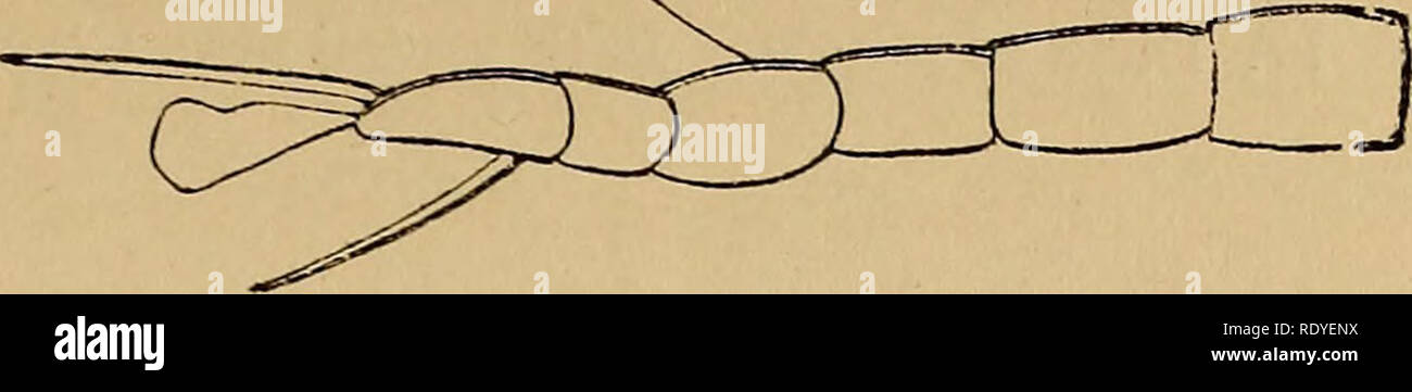 . Economic entomology. Beneficial insects; Insect pests; Thysanura ...