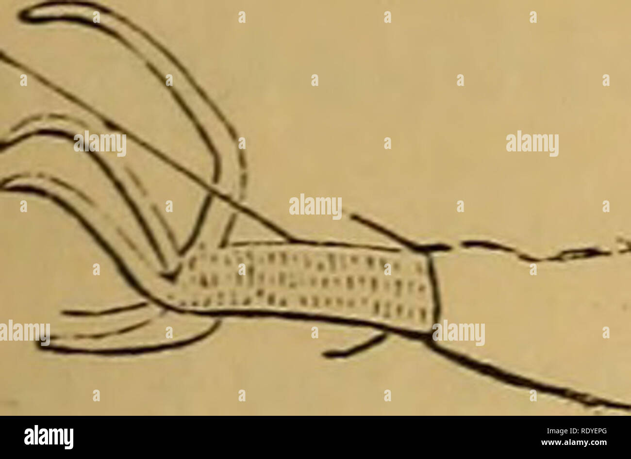 Long Leg Spines High Resolution Stock Photography and Images - Alamy