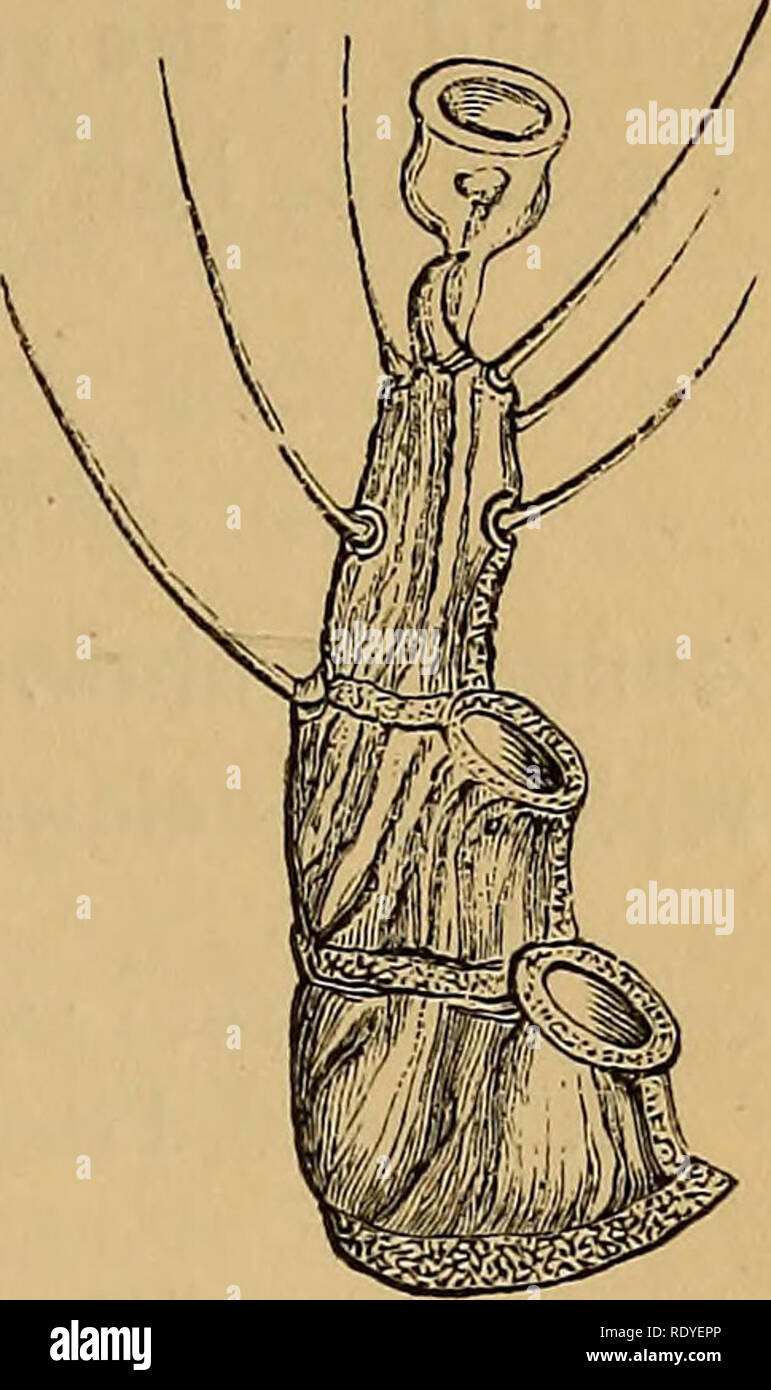 Anterior and posterior suckers hi-res stock photography and images - Alamy