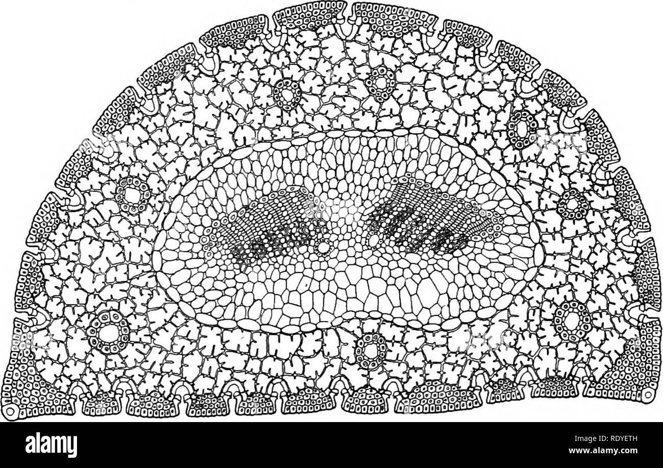 Sclerenchyma cells Black and White Stock Photos & Images - Alamy