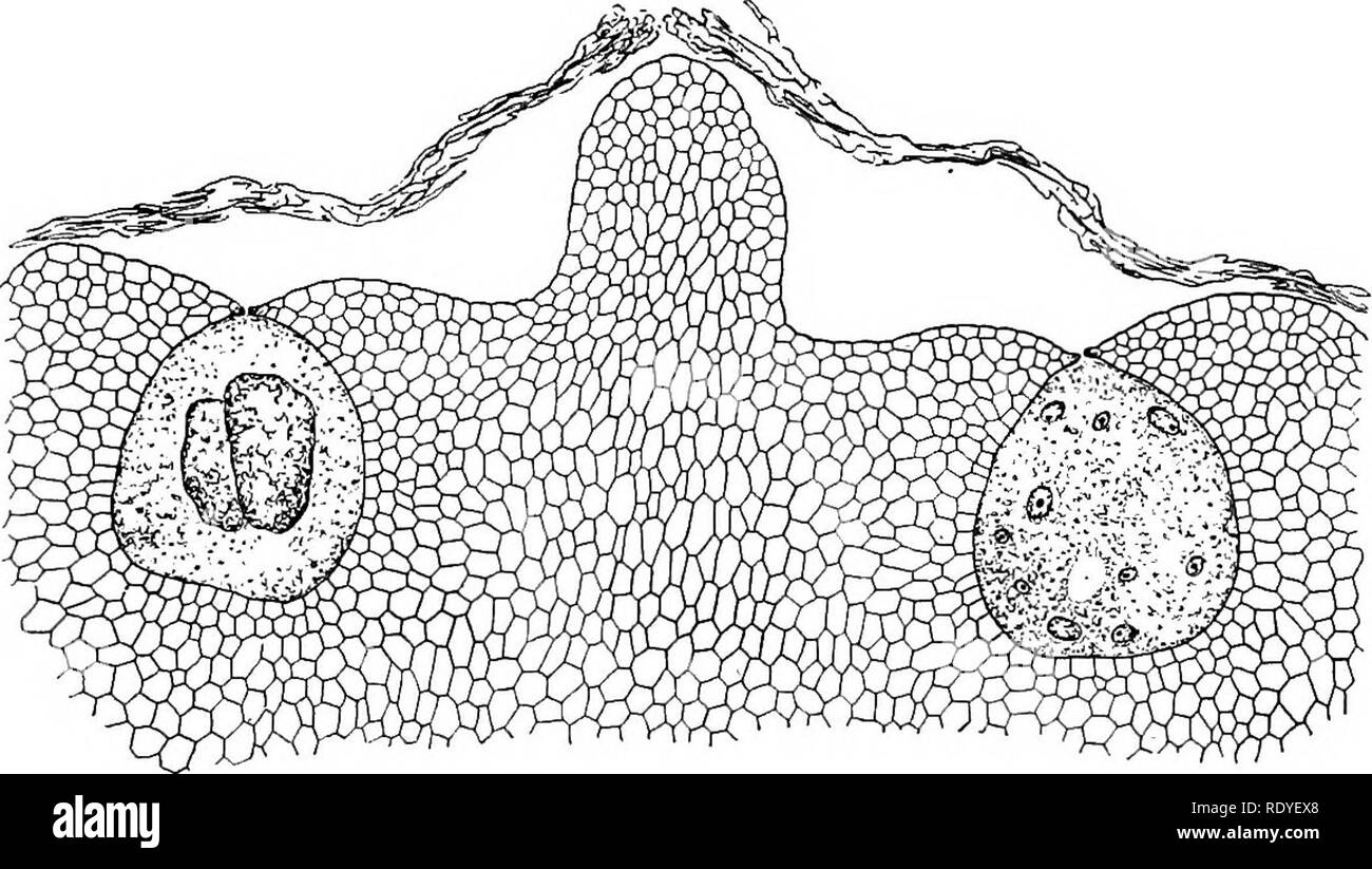 Pollen chamber Black and White Stock Photos & Images - Alamy