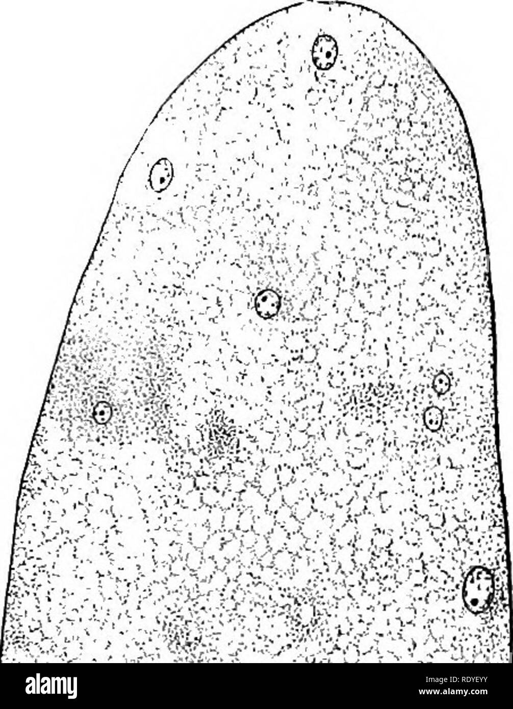 Rod Shaped Blepharoplasts