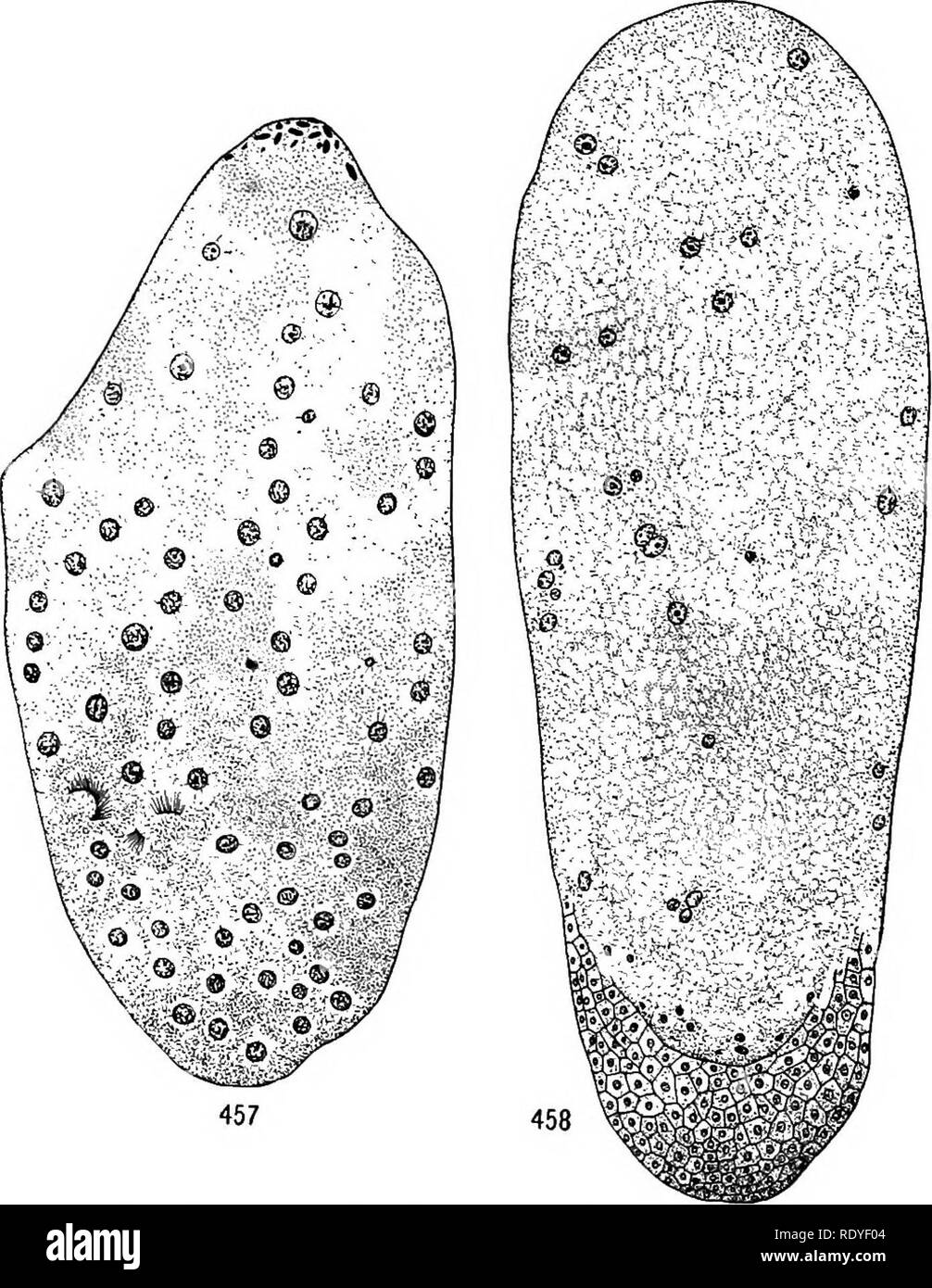 . A textbook of botany for colleges and universities ... Botany. 200 ...