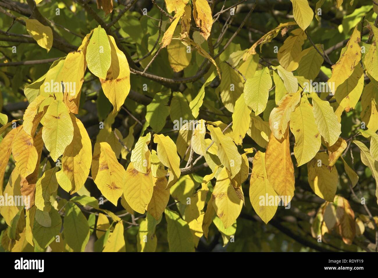 Dunal hi-res stock photography and images - Alamy