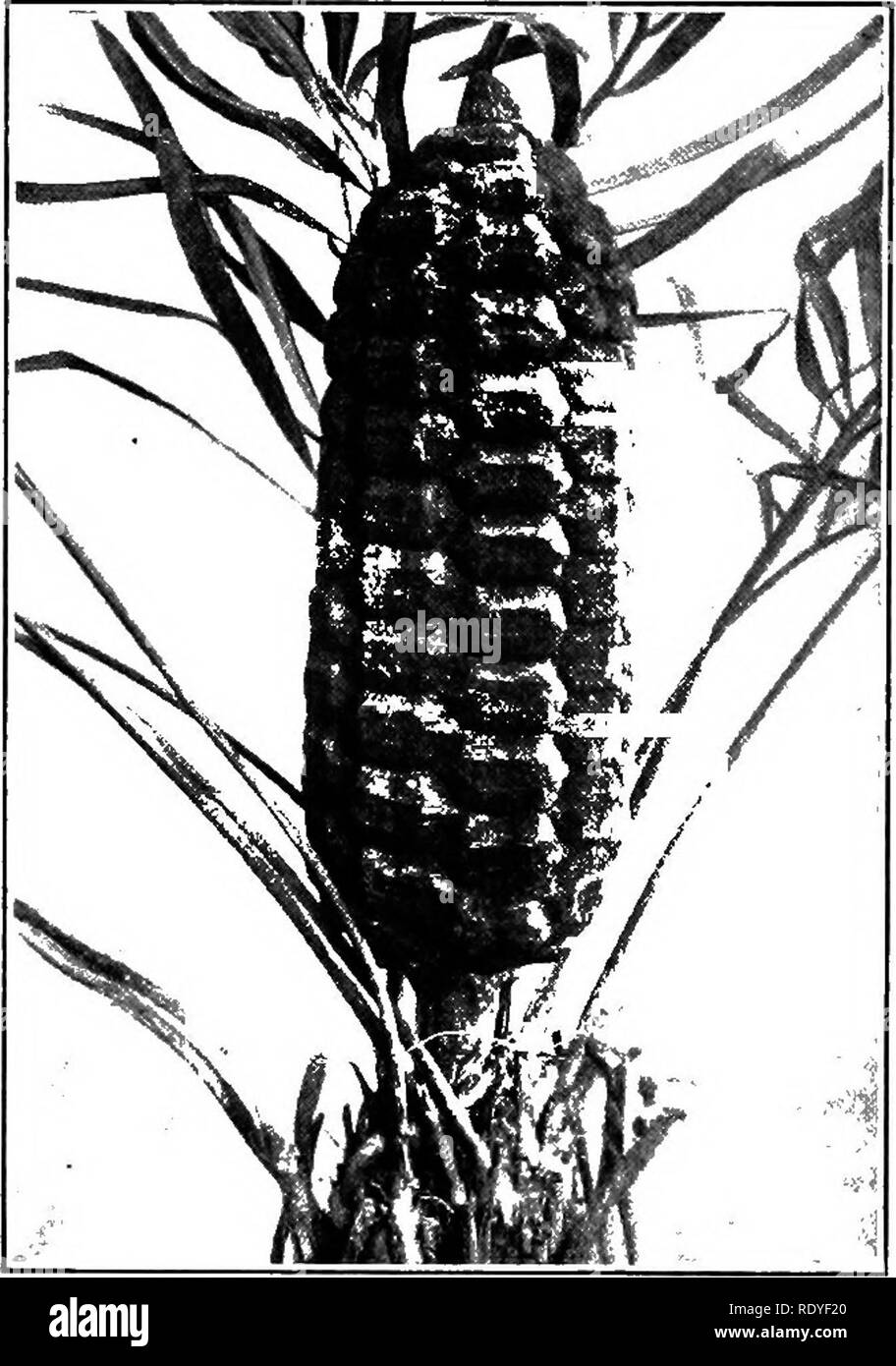 . A textbook of botany for colleges and universities ... Botany. 196 ...