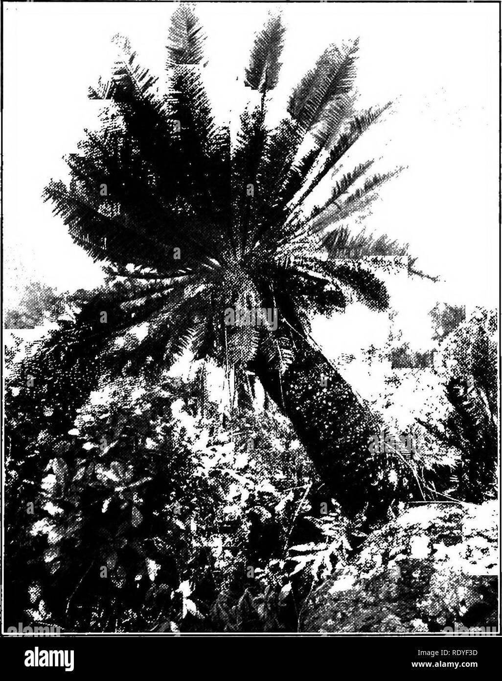 . A textbook of botany for colleges and universities ... Botany ...