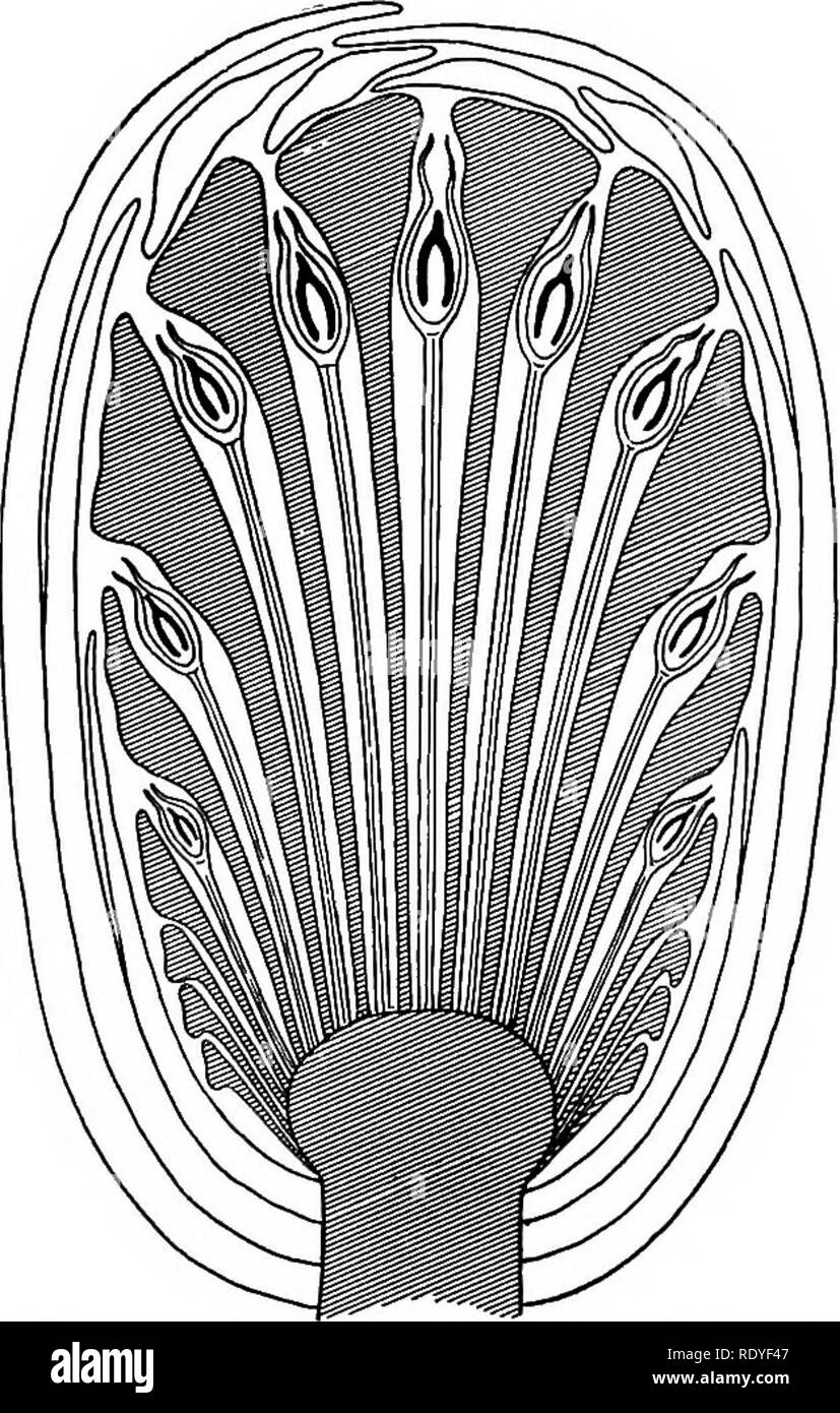 Cycadeoidea High Resolution Stock Photography and Images - Alamy