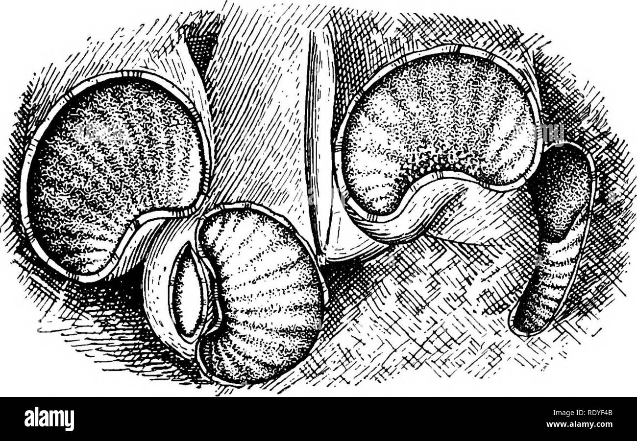 Cycadeoidea hi-res stock photography and images - Alamy