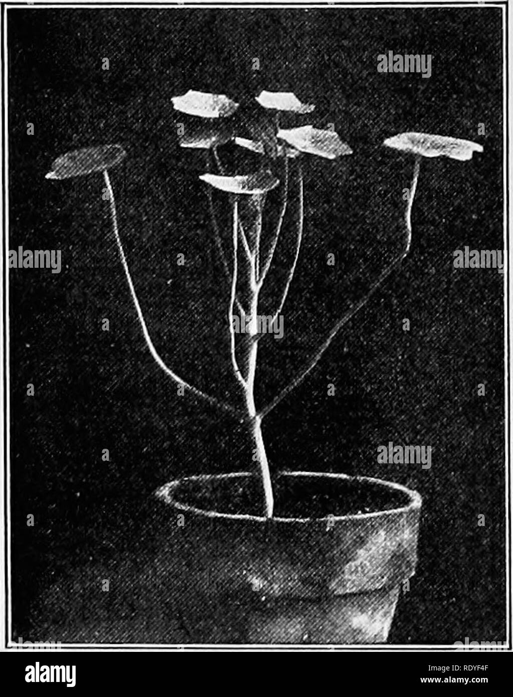 Stoma microscope hi-res stock photography and images - Alamy