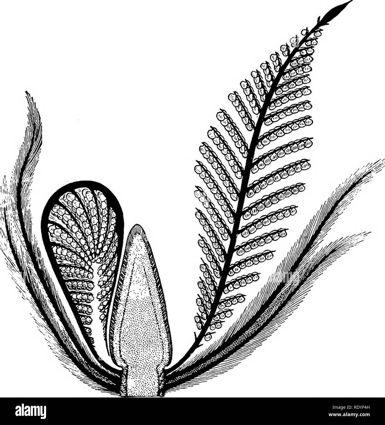. A textbook of botany for colleges and universities ... Botany ...