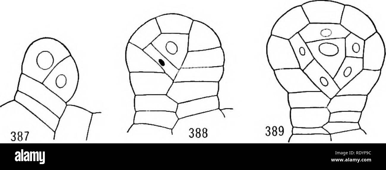 Dichotomous venation Black and White Stock Photos & Images - Alamy