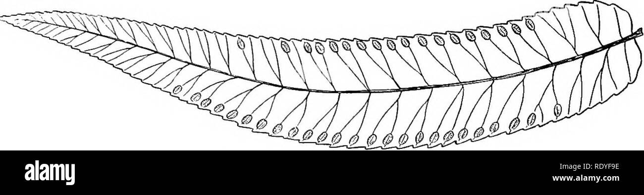 Dichotomous venation Black and White Stock Photos & Images - Alamy
