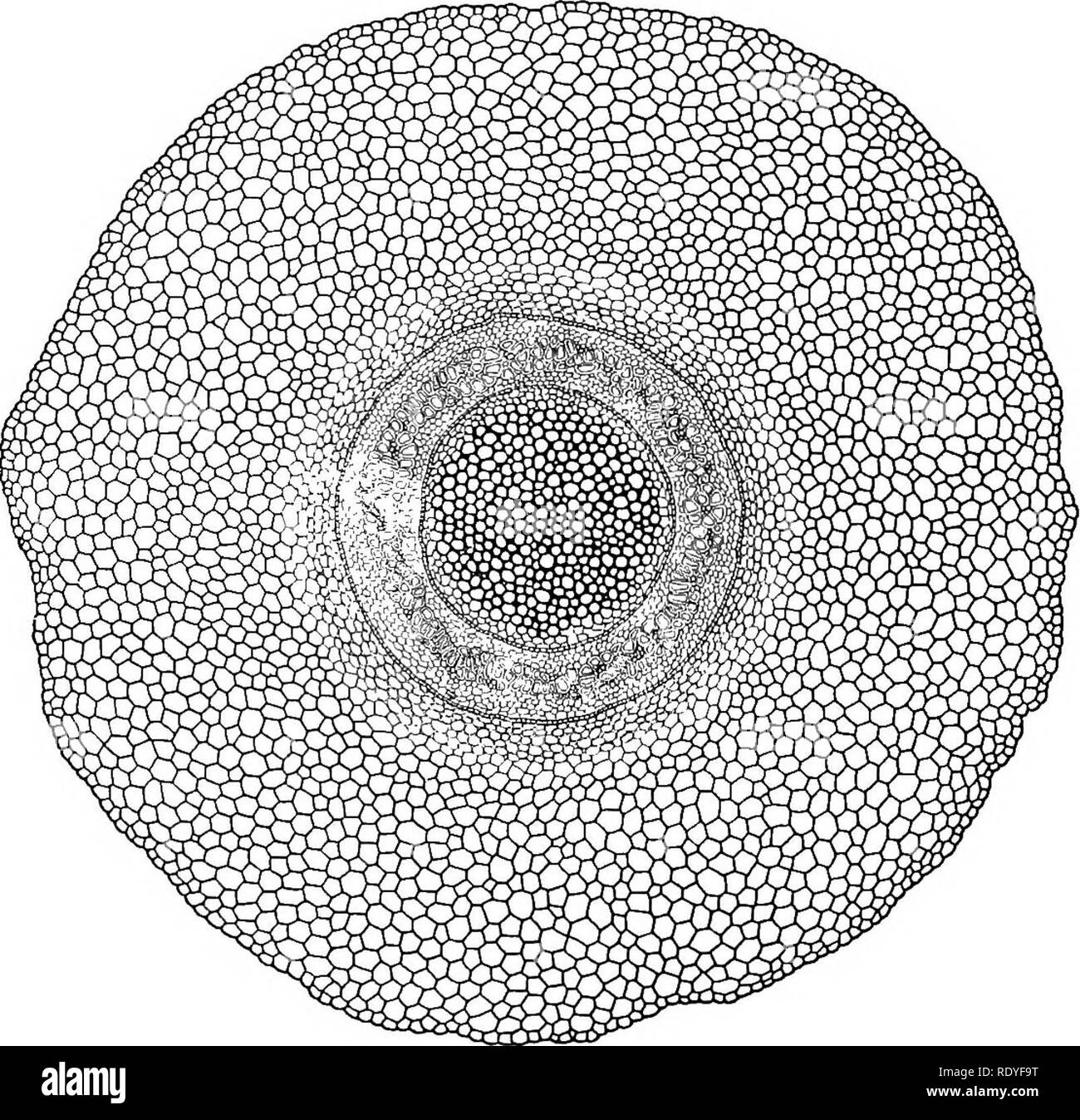 Internal structure of a leaf hi-res stock photography and images - Alamy