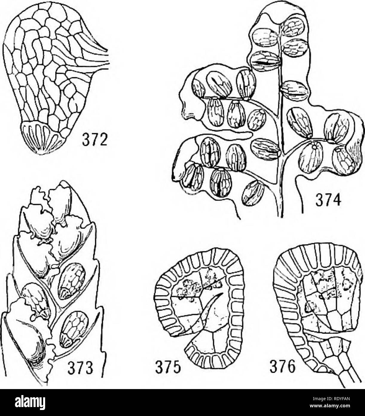 Phloem xylem vascular bundles pith Black and White Stock Photos ...