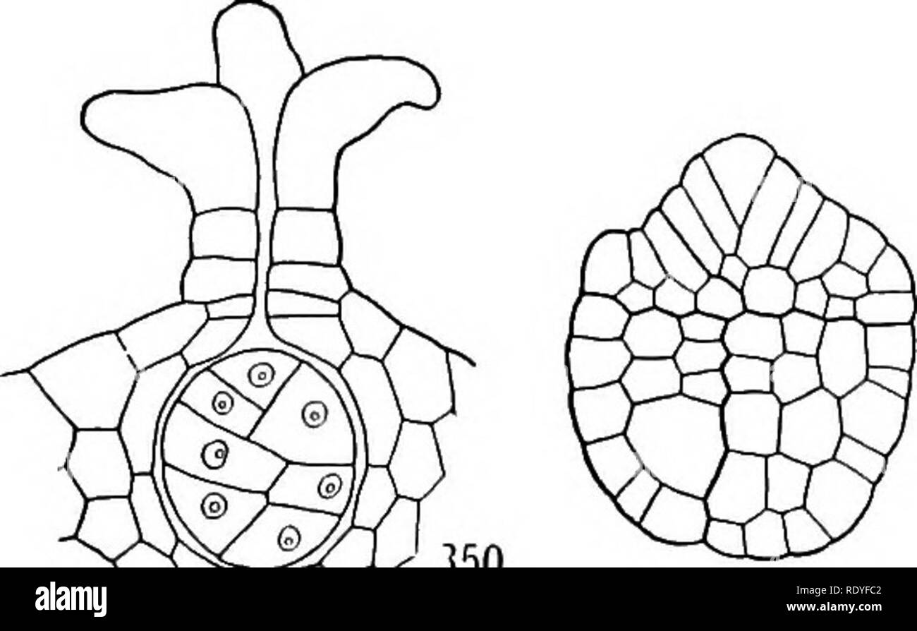 . A textbook of botany for colleges and universities ... Botany ...
