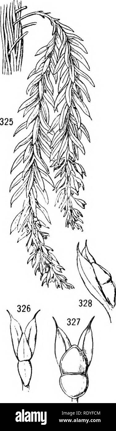 . A textbook of botany for colleges and universities ... Botany. 142 ...