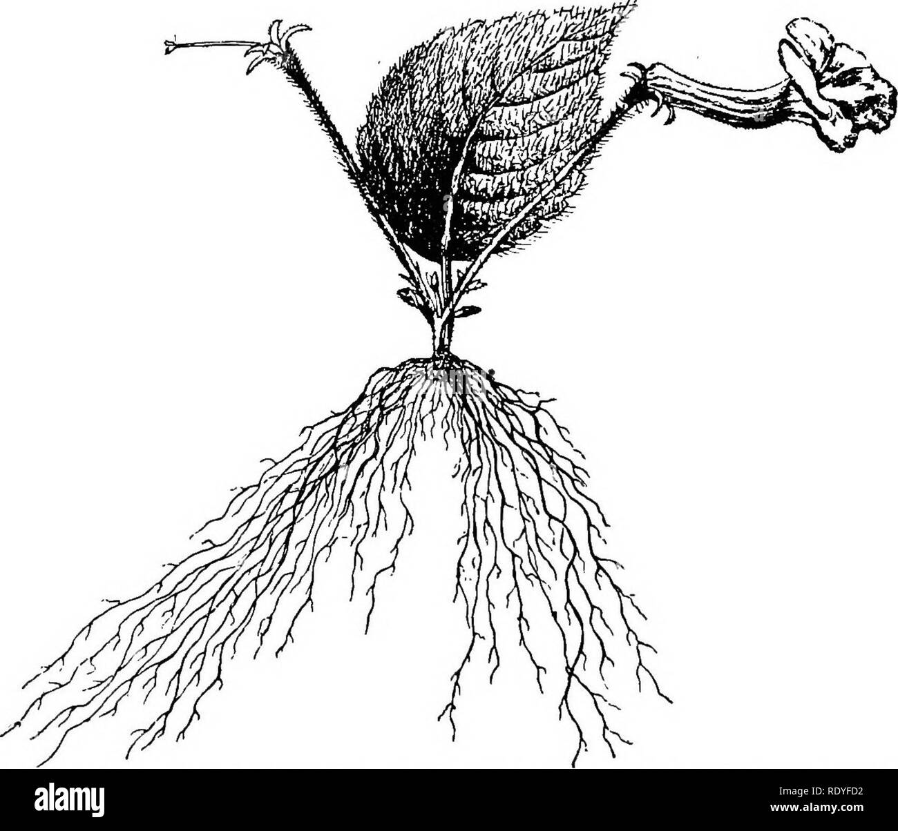 . Plant physiology. Plant physiology. 298 PHYSIOLOGY OF GROWTH AND ...