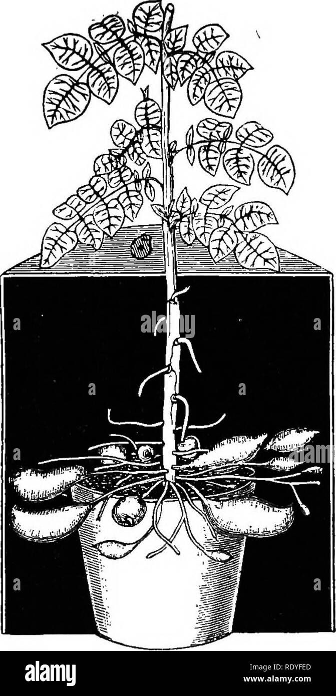 . Plant physiology. Plant physiology. PHYSIOLOGY OF GROWTH AND ...