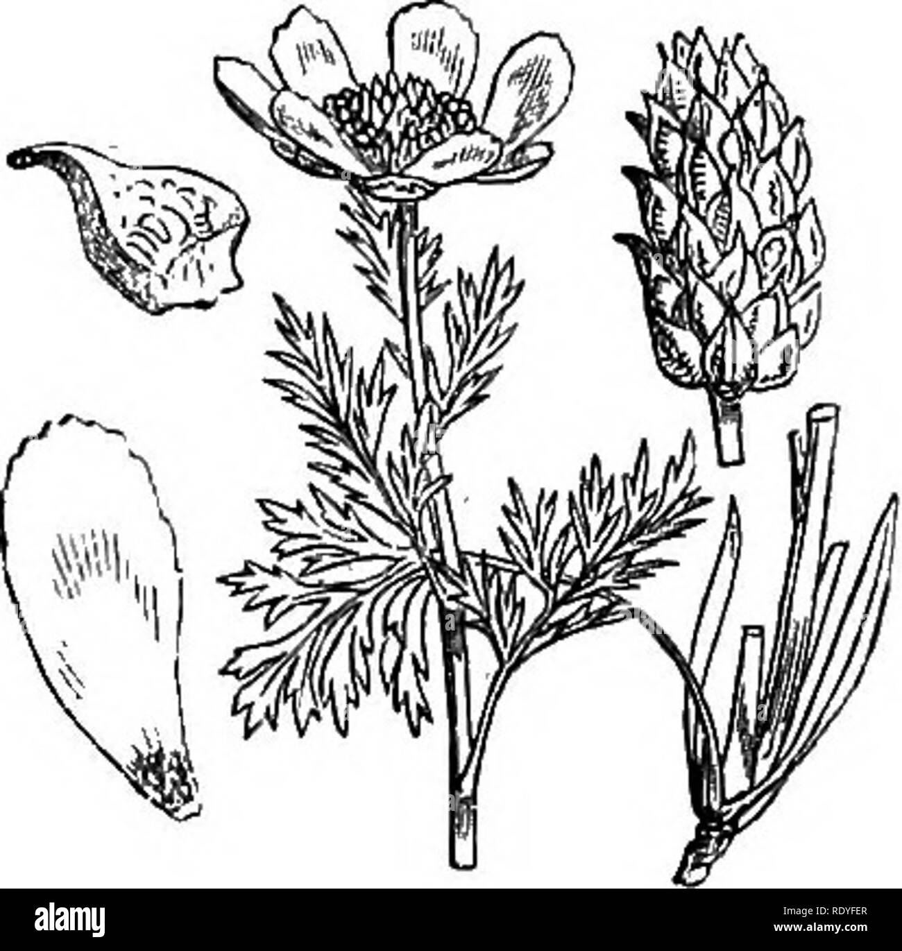 Adonis autumnalis hi-res stock photography and images - Alamy