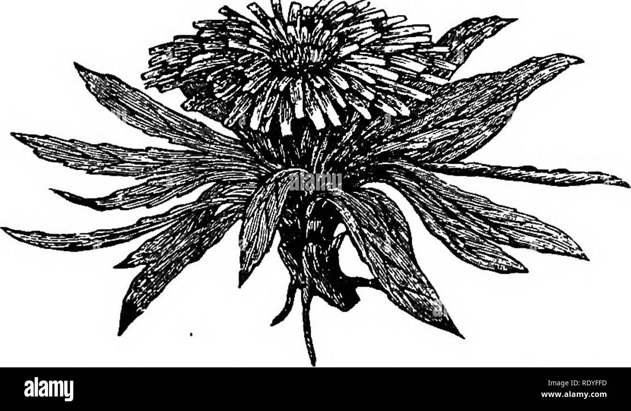 . Plant physiology. Plant physiology. CHAPTER VI DEVELOPMENT AND ...