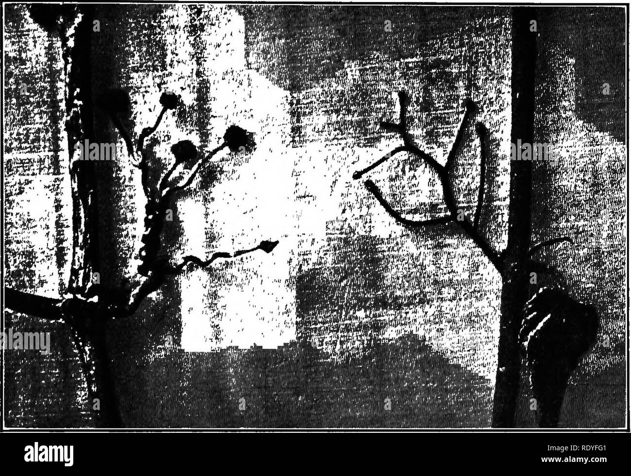 Twiners plant hi-res stock photography and images - Alamy