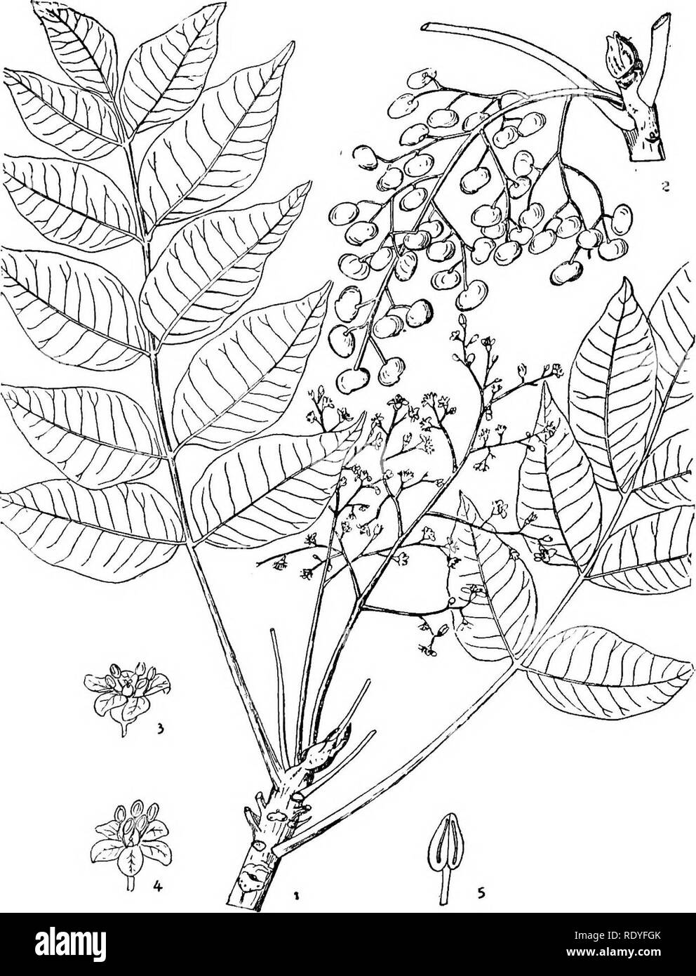 Rhus verniciflua Black and White Stock Photos & Images - Alamy