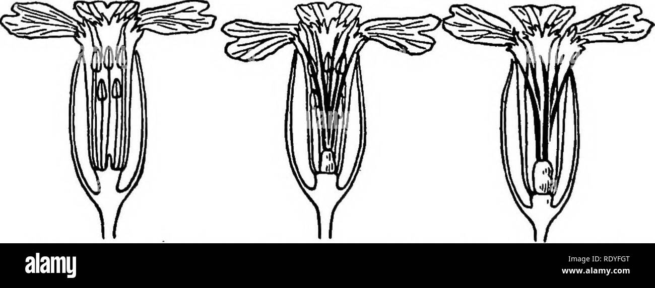 . Plant physiology. Plant physiology. Fig. 150.—Flower-heads of Crepis ...