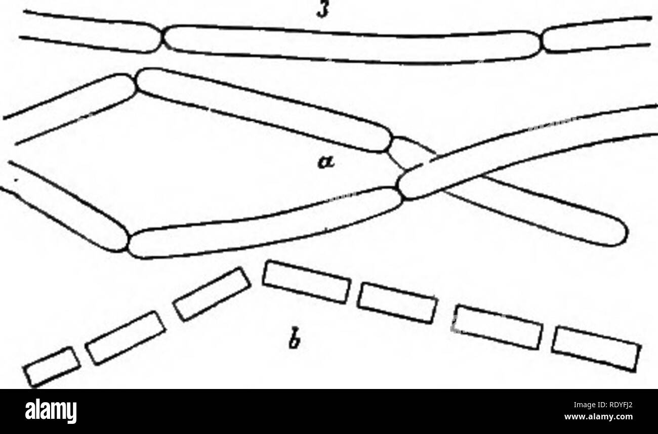 . Plant physiology. Plant physiology. Fig. 146.—Mycelium of Mucor ...