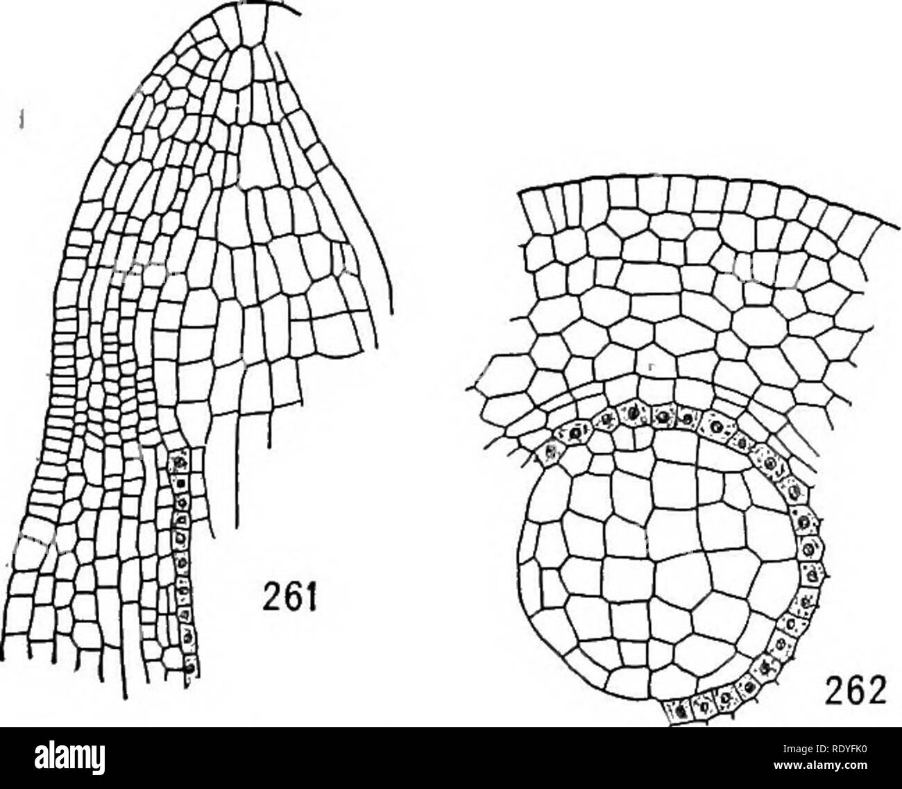 Moss cross section Cut Out Stock Images & Pictures - Alamy
