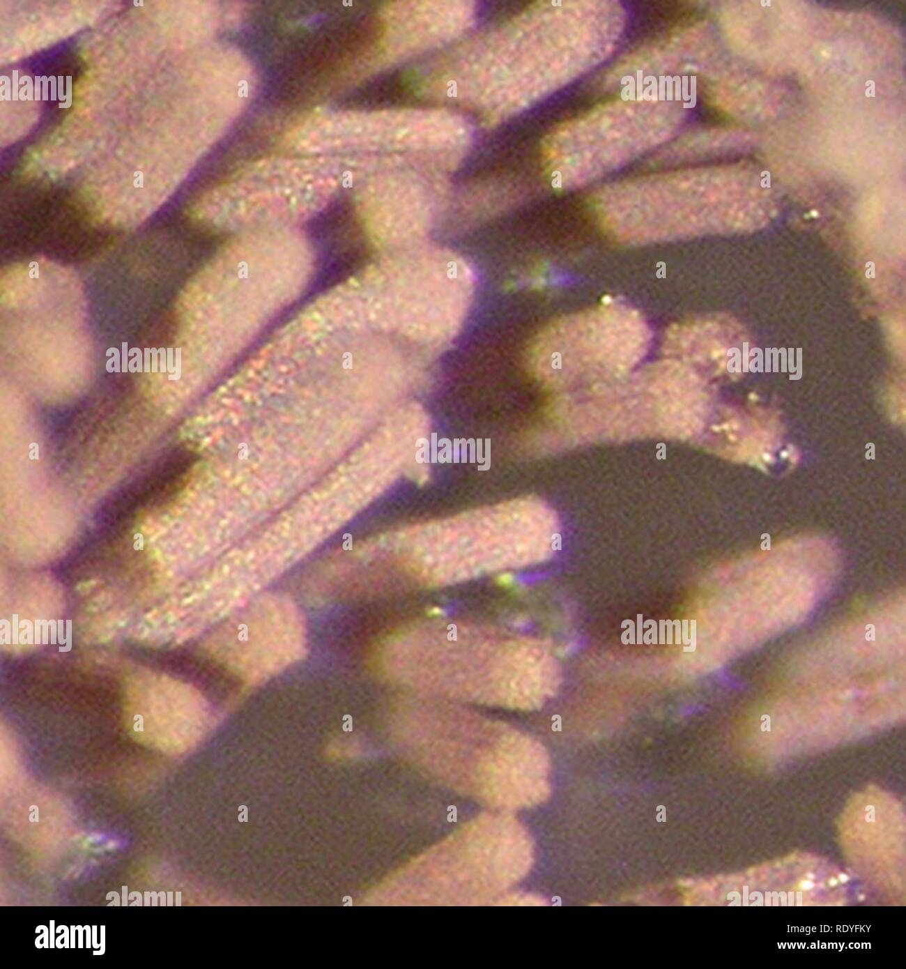 Aspergillus terreus heads Stock Photo - Alamy