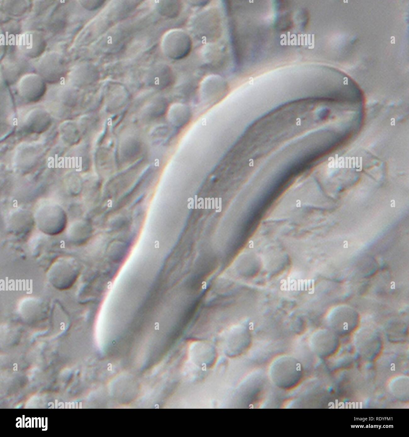 Aspergillus ustus Hulle cell Stock Photo - Alamy