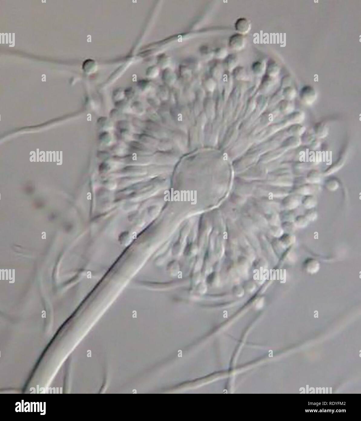 Aspergillus versicolor hi-res stock photography and images - Alamy