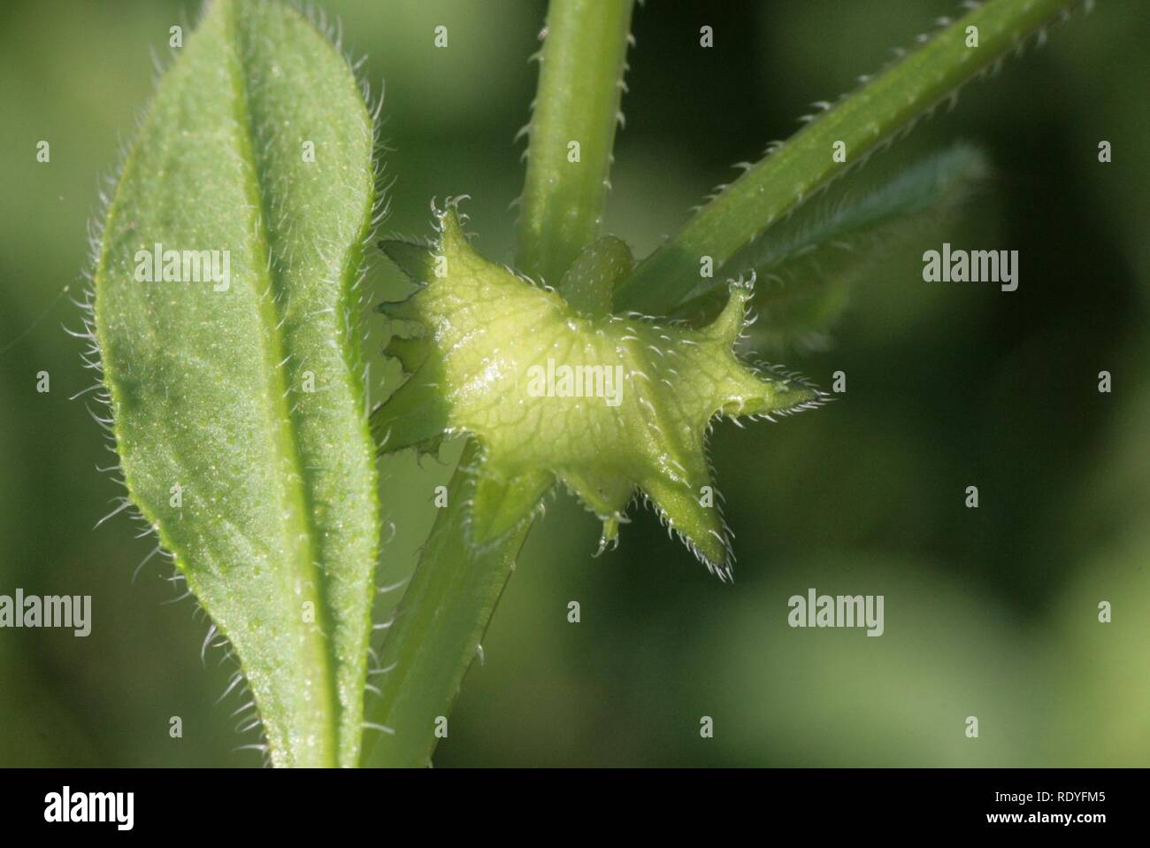 Asperugo procumbens hi-res stock photography and images - Alamy