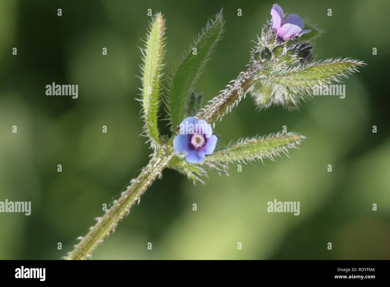 Asperugo procumbens (Scharfkraut Stock Photo - Alamy