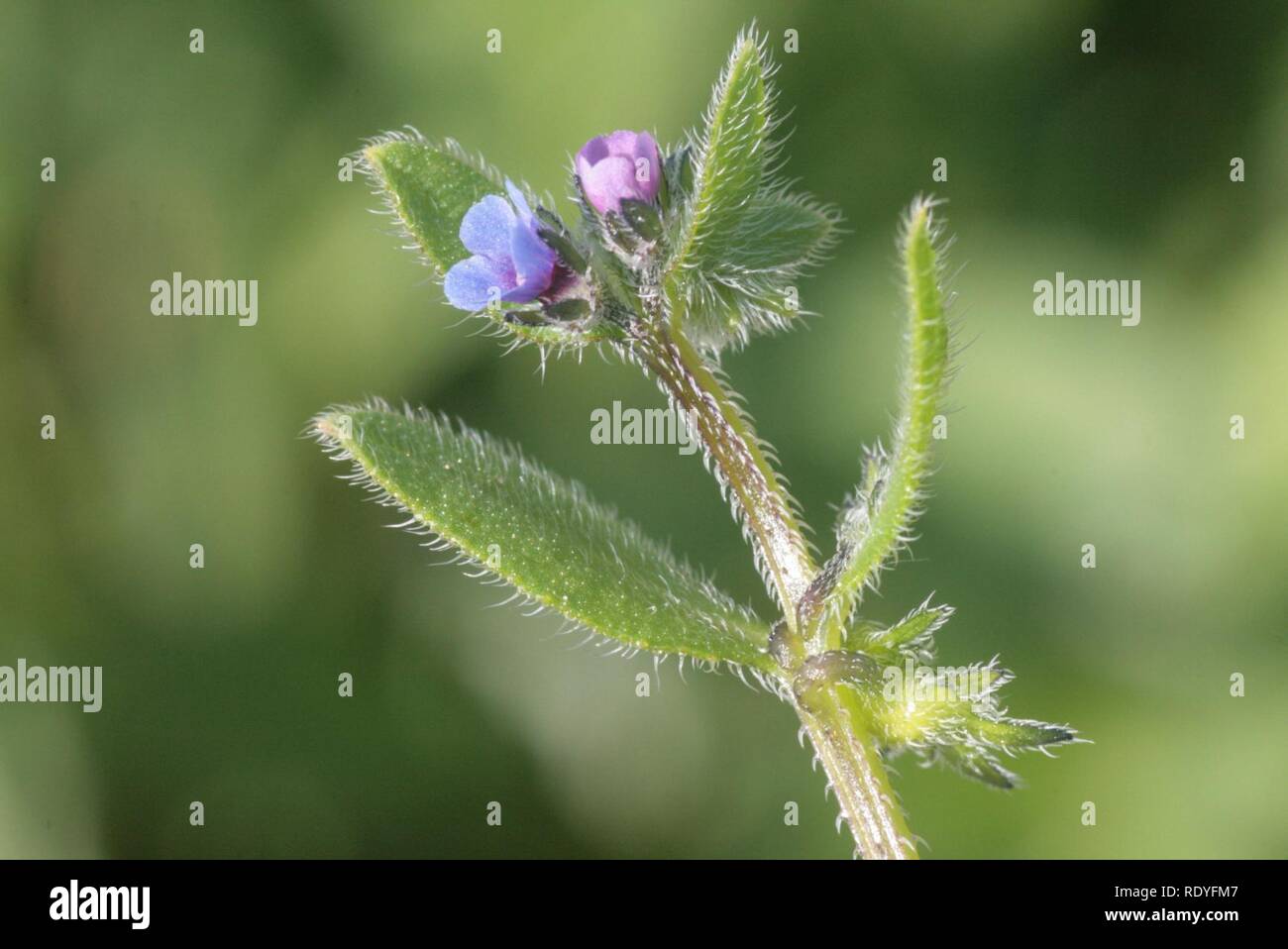 Asperugo procumbens hi-res stock photography and images - Alamy